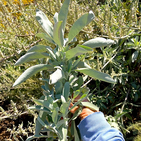 Hand Crafted | Accents | Balance Gift Set Handmade Feather Fan Art And ...